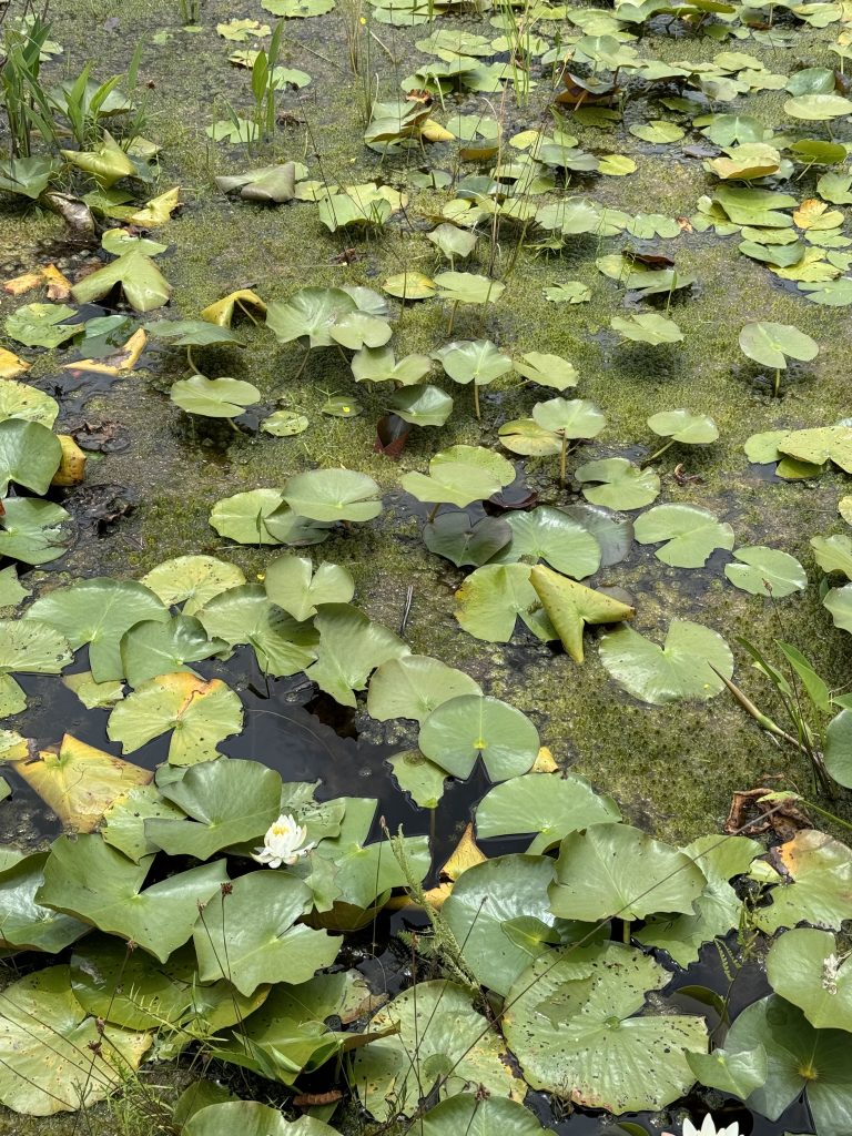 Everything You Need To Know For Visiting The Okefenokee Swamp - The ...