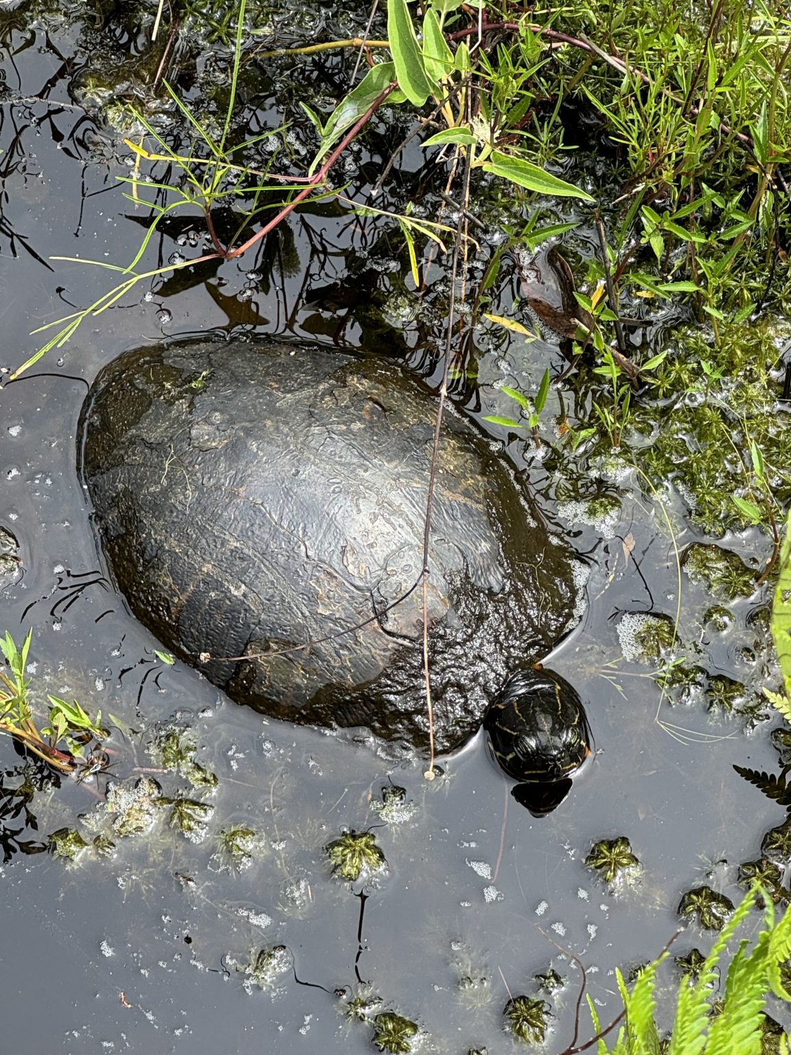 Everything You Need To Know For Visiting The Okefenokee Swamp - The ...