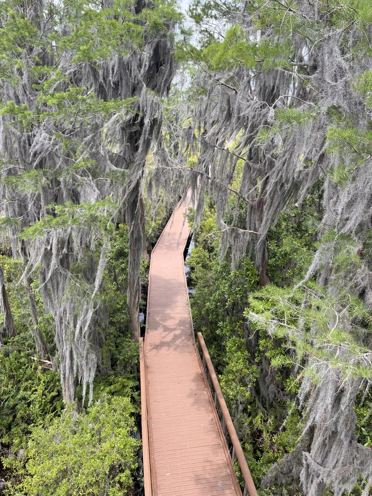 Everything You Need To Know For Visiting The Okefenokee Swamp - The ...