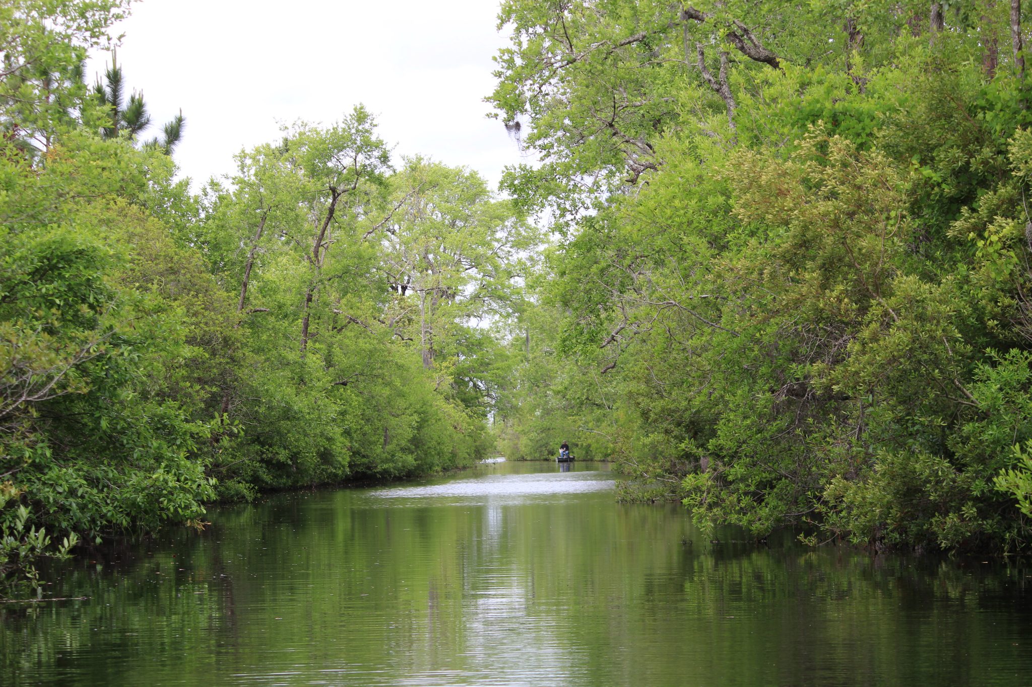 Everything You Need To Know For Visiting The Okefenokee Swamp - The ...
