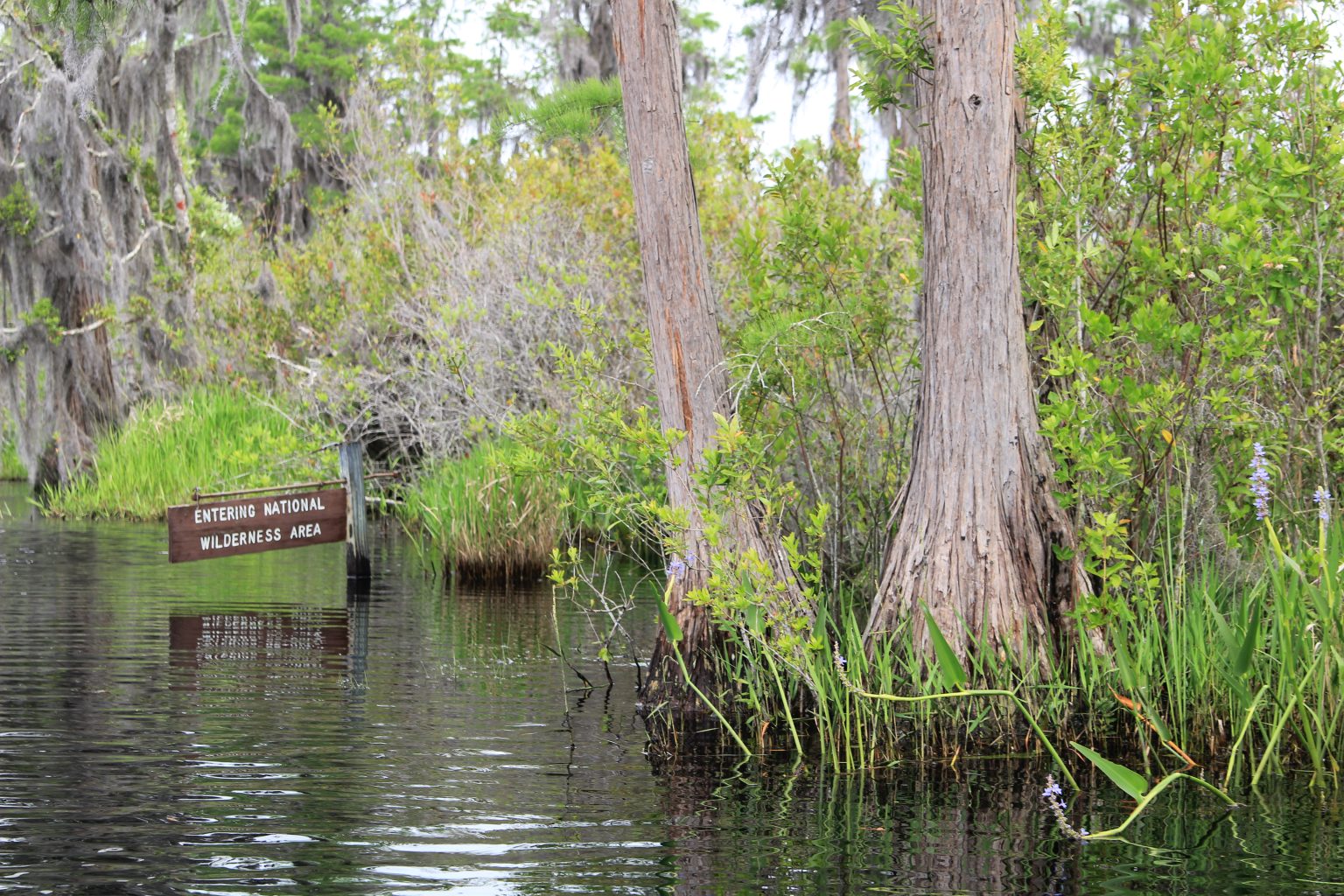 Everything You Need To Know For Visiting The Okefenokee Swamp - The ...