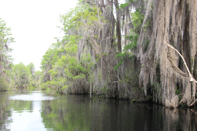 Everything You Need To Know For Visiting The Okefenokee Swamp - The ...