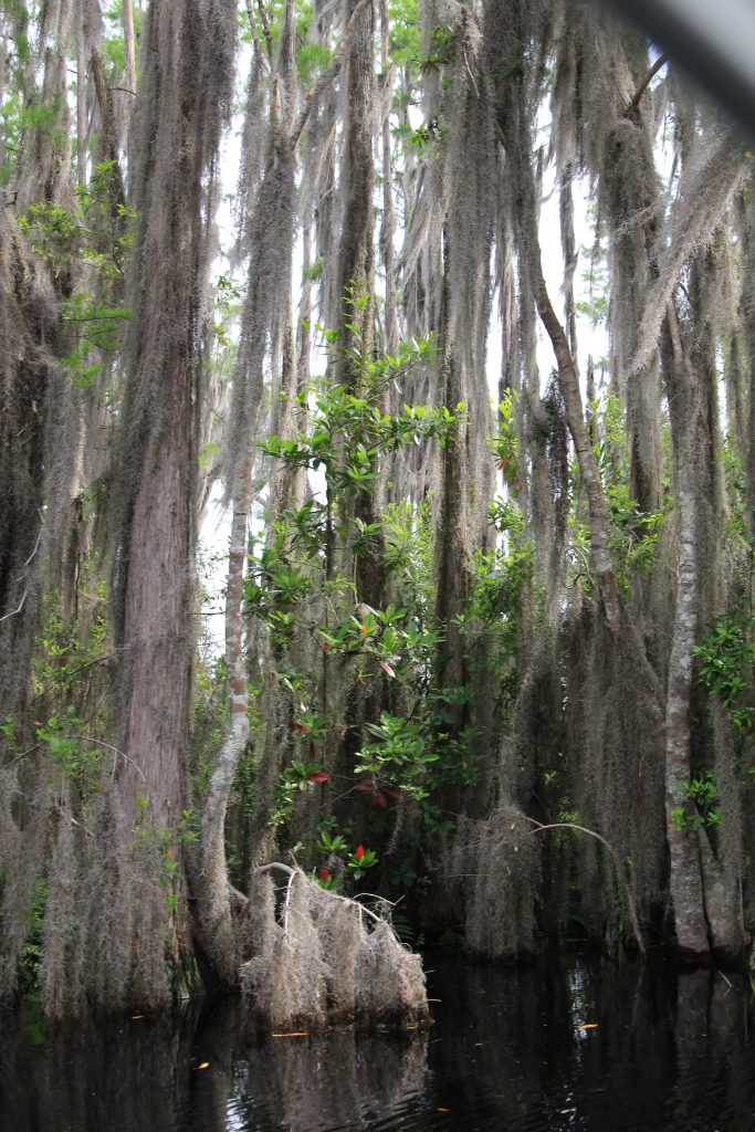 Everything You Need To Know For Visiting The Okefenokee Swamp - The ...
