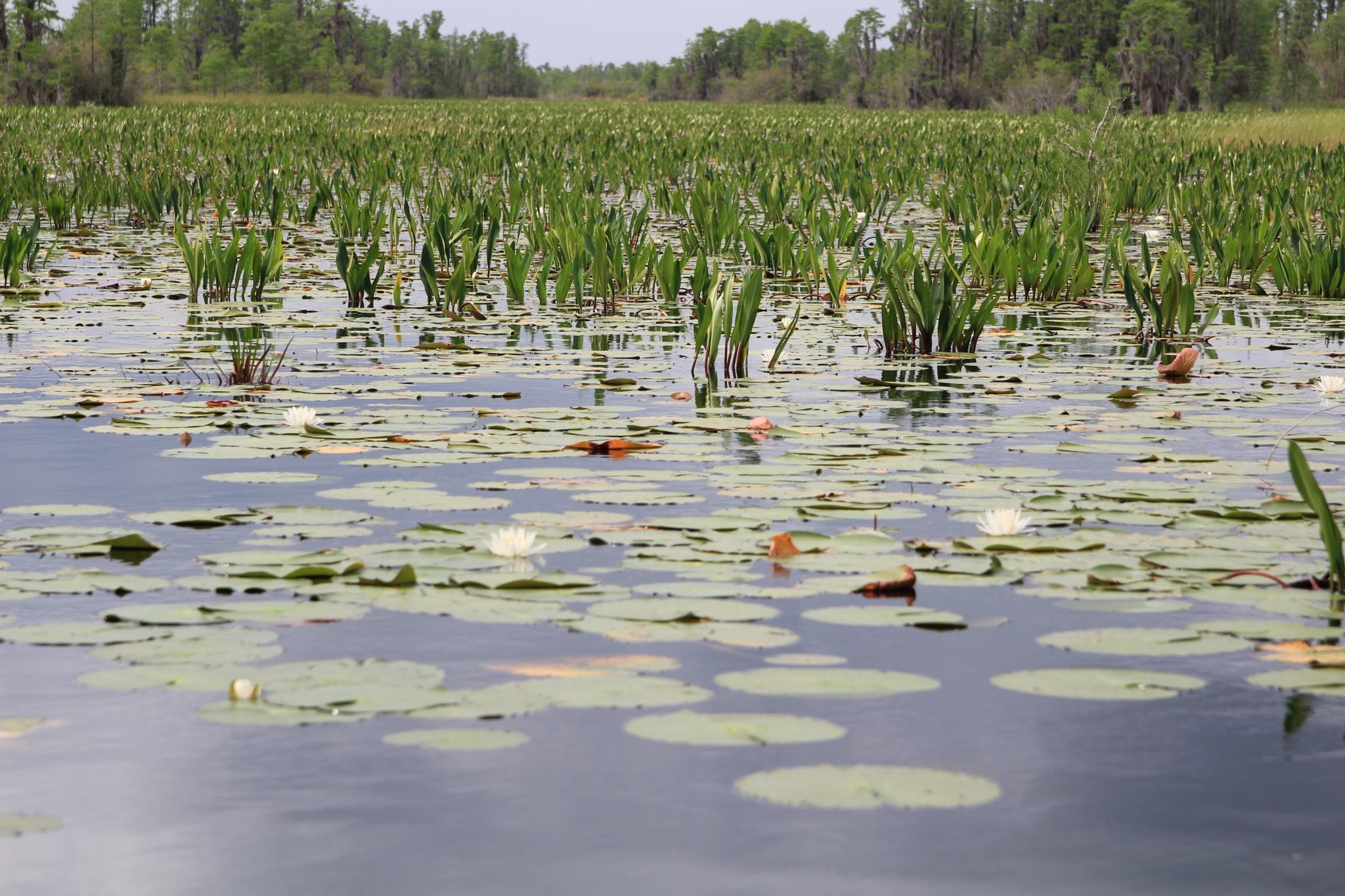 Everything You Need To Know For Visiting The Okefenokee Swamp - The ...