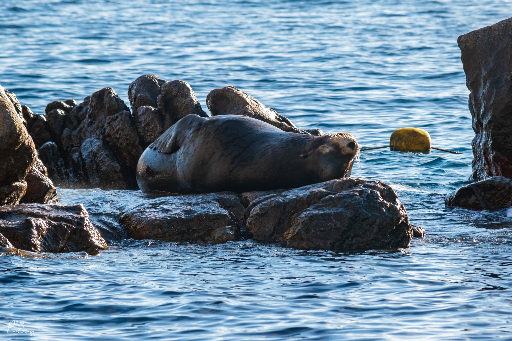 The Best Whale Watching Tour in Cabo San Lucas, Mexico - The Stickered ...
